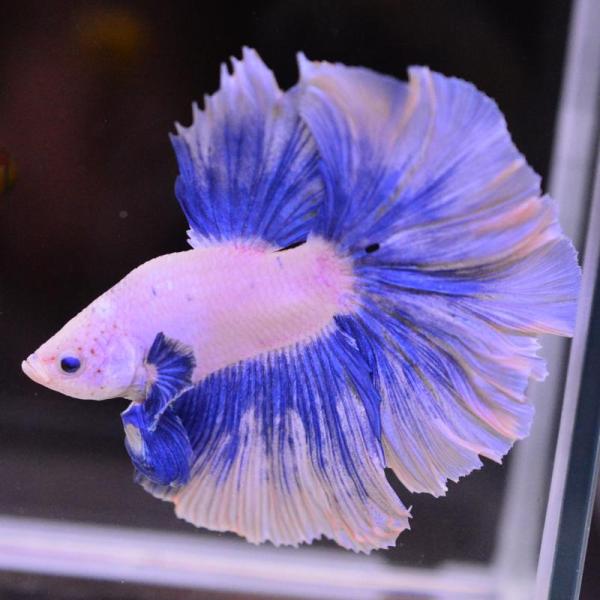 タイ産　サイズL★体長（ヒレを含まないボディのみのサイズ）S：2〜3cm程度M：3〜4cm程度L：4cm以上★発送、お引き渡し死着保証の関係もあり、お届け日指定は必須となります。お届け日指定は、ご注文より5日間までに限らせて頂きます。お届け...