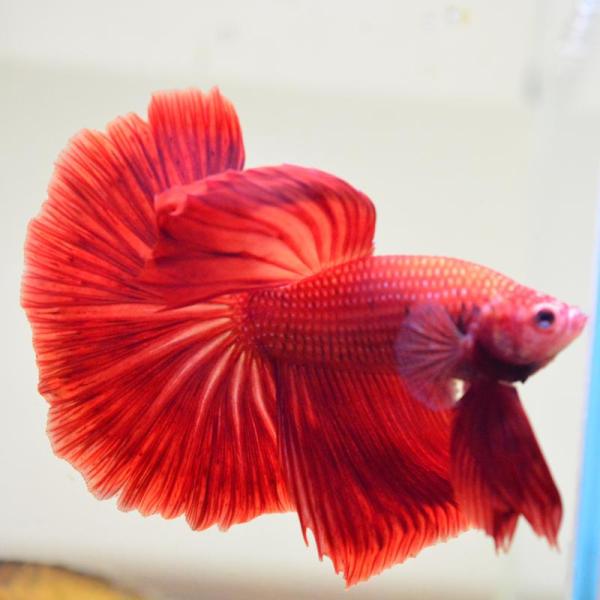 タイ産　サイズLL(全長約：7.5ｃm)　★発送、お引き渡し・地域最短時間受け取り（例：東京の場合午前着指定）で死着保障がつきます。ヤマト運輸、お届け予定日検索から発地4240902、着地へお客様の郵便番号を入力していただくと最短時間が表示...