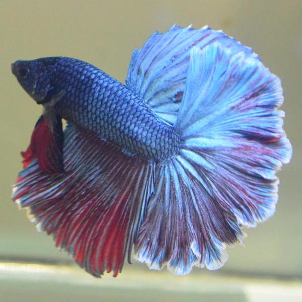 タイ産　サイズLL(全長約：6.0ｃm)　★発送、お引き渡し・地域最短時間受け取り（例：東京の場合午前着指定）で死着保障がつきます。ヤマト運輸、お届け予定日検索から発地4240902、着地へお客様の郵便番号を入力していただくと最短時間が表示...