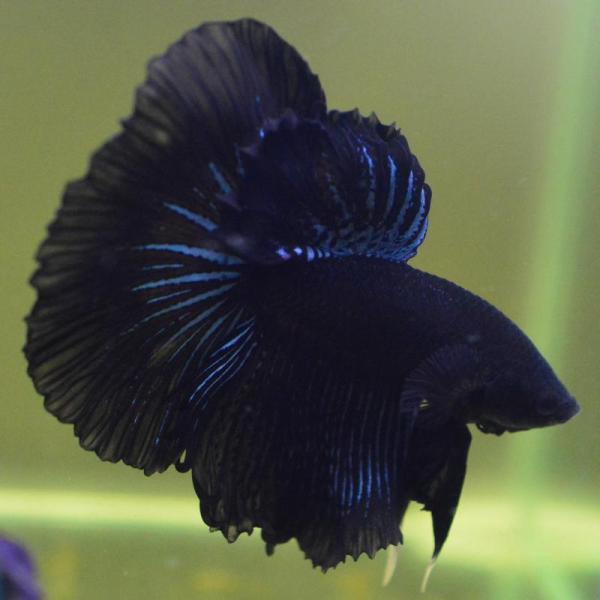 タイ産　サイズLL(全長約：6.5ｃm)　★発送、お引き渡し・地域最短時間受け取り（例：東京の場合午前着指定）で死着保障がつきます。ヤマト運輸、お届け予定日検索から発地4240902、着地へお客様の郵便番号を入力していただくと最短時間が表示...