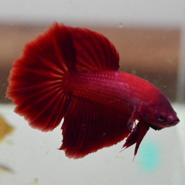 タイ産　サイズLL(全長約：7.0ｃm)　★発送、お引き渡し・地域最短時間受け取り（例：東京の場合午前着指定）で死着保障がつきます。ヤマト運輸、お届け予定日検索から発地4240902、着地へお客様の郵便番号を入力していただくと最短時間が表示...