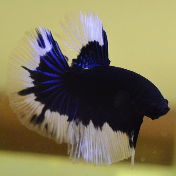 タイ産　サイズLL(全長約：6.5ｃm)　★発送、お引き渡し・地域最短時間受け取り（例：東京の場合午前着指定）で死着保障がつきます。ヤマト運輸、お届け予定日検索から発地4240902、着地へお客様の郵便番号を入力していただくと最短時間が表示...