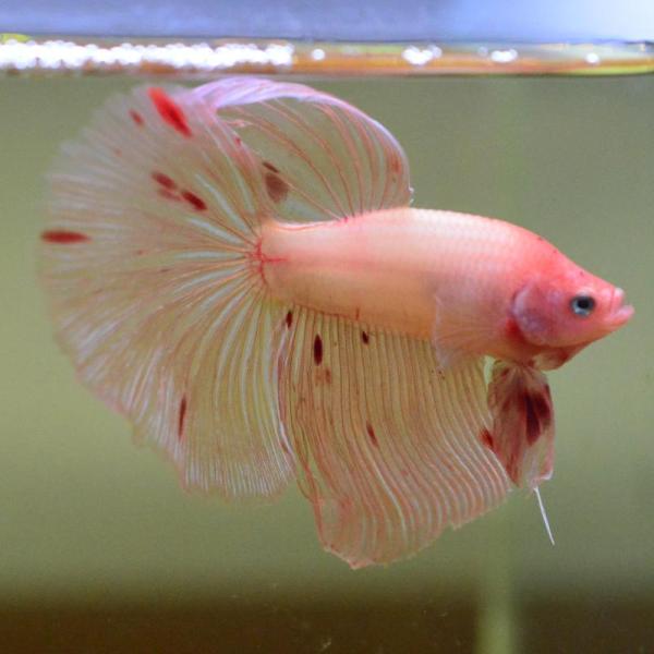 タイ産　サイズLL(全長約：6.0ｃm)　★発送、お引き渡し・地域最短時間受け取り（例：東京の場合午前着指定）で死着保障がつきます。ヤマト運輸、お届け予定日検索から発地4240902、着地へお客様の郵便番号を入力していただくと最短時間が表示...