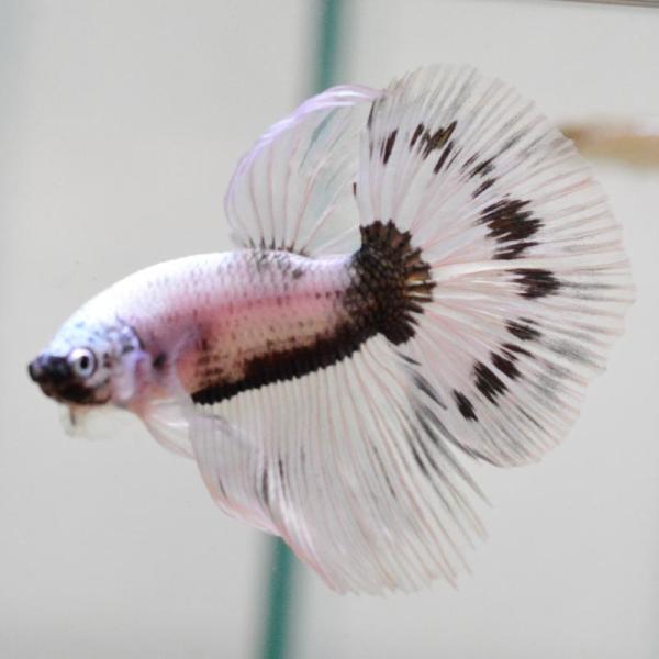 タイ産　サイズLL(全長約：6.0ｃm)　★発送、お引き渡し・地域最短時間受け取り（例：東京の場合午前着指定）で死着保障がつきます。ヤマト運輸、お届け予定日検索から発地4240902、着地へお客様の郵便番号を入力していただくと最短時間が表示...