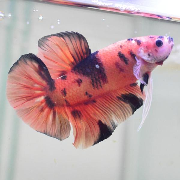 タイ産　サイズLL(全長約：7.0ｃm)　★発送、お引き渡し・地域最短時間受け取り（例：東京の場合午前着指定）で死着保障がつきます。ヤマト運輸、お届け予定日検索から発地4240902、着地へお客様の郵便番号を入力していただくと最短時間が表示...