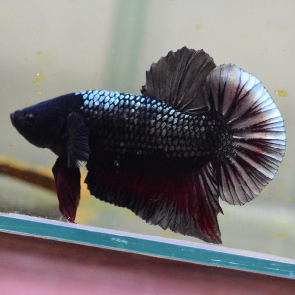 タイ産　サイズLL(全長約：6.5ｃm)　★発送、お引き渡し・地域最短時間受け取り（例：東京の場合午前着指定）で死着保障がつきます。ヤマト運輸、お届け予定日検索から発地4240902、着地へお客様の郵便番号を入力していただくと最短時間が表示...