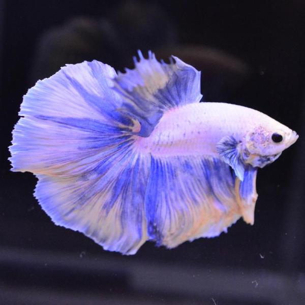 タイ産　サイズL★体長（ヒレを含まないボディのみのサイズ）S：2〜3cm程度M：3〜4cm程度L：4cm以上★発送、お引き渡し死着保証の関係もあり、お届け日指定は必須となります。お届け日指定は、ご注文より5日間までに限らせて頂きます。お届け...