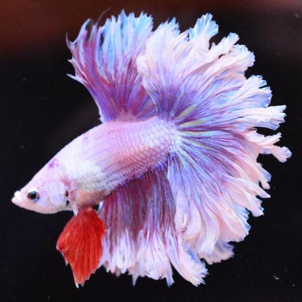 タイ産　サイズM★体長（ヒレを含まないボディのみのサイズ）S：2〜3cm程度M：3〜4cm程度L：4cm以上★発送、お引き渡し死着保証の関係もあり、お届け日指定は必須となります。お届け日指定は、ご注文より5日間までに限らせて頂きます。お届け...