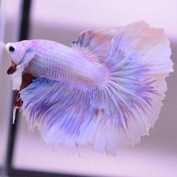 タイ産　サイズM★体長（ヒレを含まないボディのみのサイズ）S：2〜3cm程度M：3〜4cm程度L：4cm以上★発送、お引き渡し死着保証の関係もあり、お届け日指定は必須となります。お届け日指定は、ご注文より5日間までに限らせて頂きます。お届け...