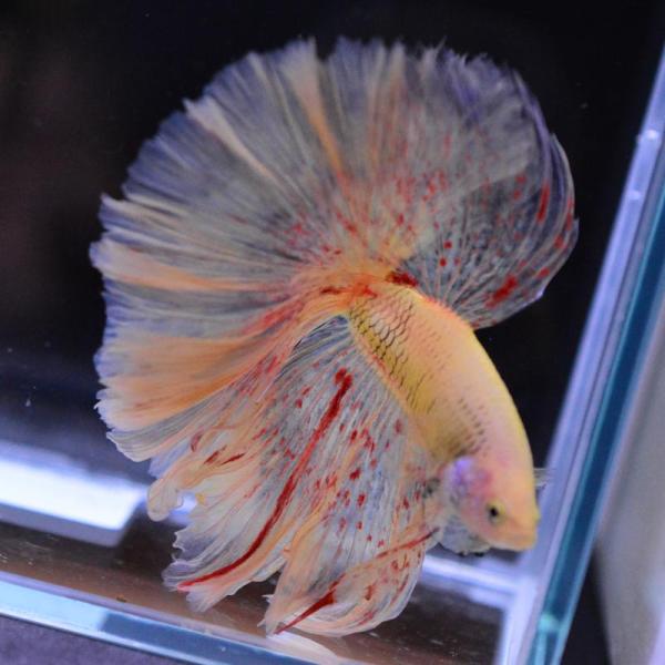 タイ産　サイズL★体長（ヒレを含まないボディのみのサイズ）S：2〜3cm程度M：3〜4cm程度L：4cm以上★発送、お引き渡し死着保証の関係もあり、お届け日指定は必須となります。お届け日指定は、ご注文より5日間までに限らせて頂きます。お届け...