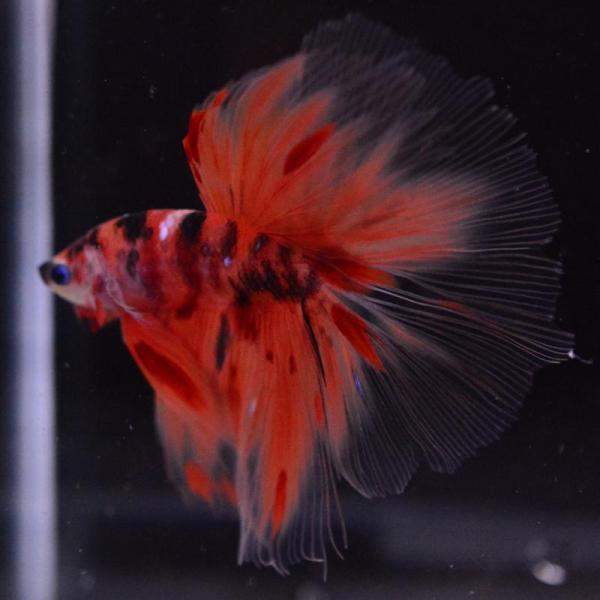 タイ産　サイズM★体長（ヒレを含まないボディのみのサイズ）S：2〜3cm程度M：3〜4cm程度L：4cm以上★発送、お引き渡し死着保証の関係もあり、お届け日指定は必須となります。お届け日指定は、ご注文より5日間までに限らせて頂きます。お届け...