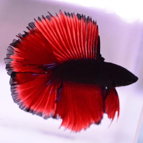 タイ産　サイズM★体長（ヒレを含まないボディのみのサイズ）S：2〜3cm程度M：3〜4cm程度L：4cm以上★発送、お引き渡し死着保証の関係もあり、お届け日指定は必須となります。お届け日指定は、ご注文より5日間までに限らせて頂きます。お届け...