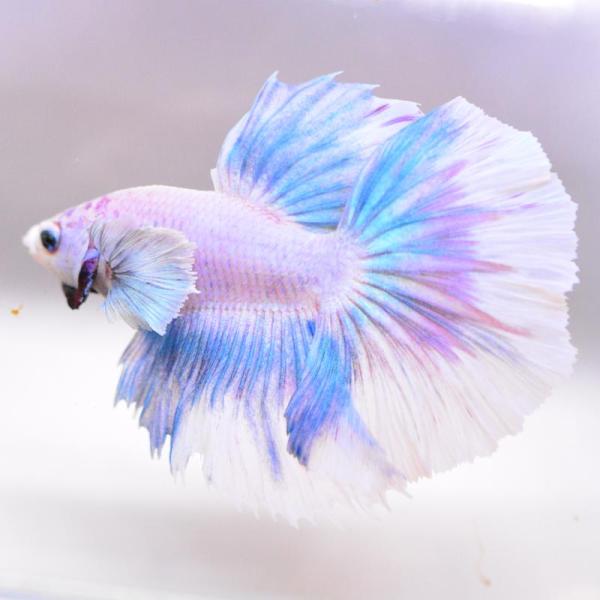 タイ産　サイズM★体長（ヒレを含まないボディのみのサイズ）S：2〜3cm程度M：3〜4cm程度L：4cm以上★発送、お引き渡し死着保証の関係もあり、お届け日指定は必須となります。お届け日指定は、ご注文より5日間までに限らせて頂きます。お届け...