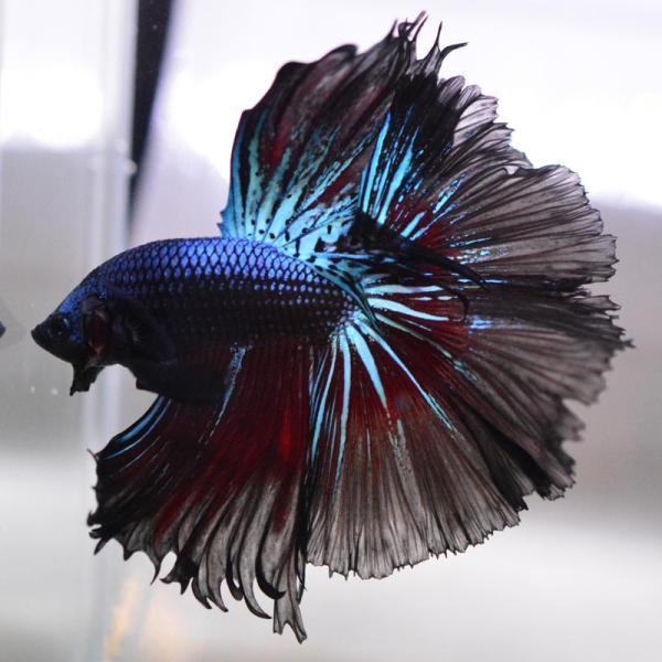 タイ産　サイズL★体長（ヒレを含まないボディのみのサイズ）S：2〜3cm程度M：3〜4cm程度L：4cm以上★発送、お引き渡し死着保証の関係もあり、お届け日指定は必須となります。お届け日指定は、ご注文より5日間までに限らせて頂きます。お届け...