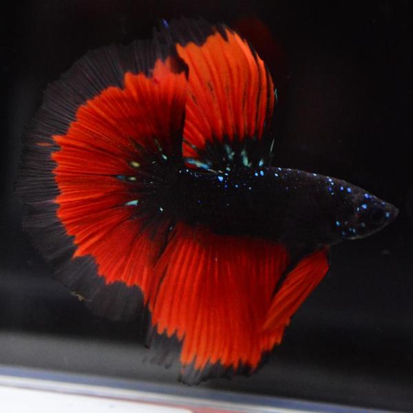 タイ産　サイズM★体長（ヒレを含まないボディのみのサイズ）S：2〜3cm程度M：3〜4cm程度L：4cm以上★発送、お引き渡し死着保証の関係もあり、お届け日指定は必須となります。お届け日指定は、ご注文より5日間までに限らせて頂きます。お届け...