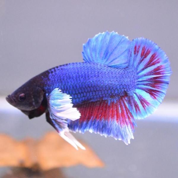 タイ産　サイズLL(全長約：5.0ｃm)　★発送、お引き渡し・地域最短時間受け取り（例：東京の場合午前着指定）で死着保障がつきます。ヤマト運輸、お届け予定日検索から発地4240902、着地へお客様の郵便番号を入力していただくと最短時間が表示...