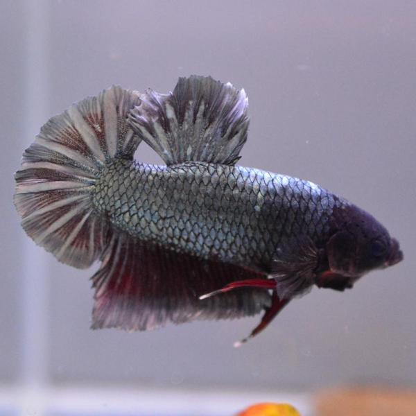 タイ産　サイズLL(全長約：7.0ｃm)　★発送、お引き渡し・地域最短時間受け取り（例：東京の場合午前着指定）で死着保障がつきます。ヤマト運輸、お届け予定日検索から発地4240902、着地へお客様の郵便番号を入力していただくと最短時間が表示...