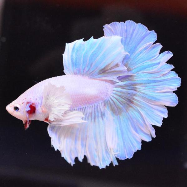 タイ産　サイズL★体長（ヒレを含まないボディのみのサイズ）S：2〜3cm程度M：3〜4cm程度L：4cm以上★発送、お引き渡し死着保証の関係もあり、お届け日指定は必須となります。お届け日指定は、ご注文より5日間までに限らせて頂きます。お届け...