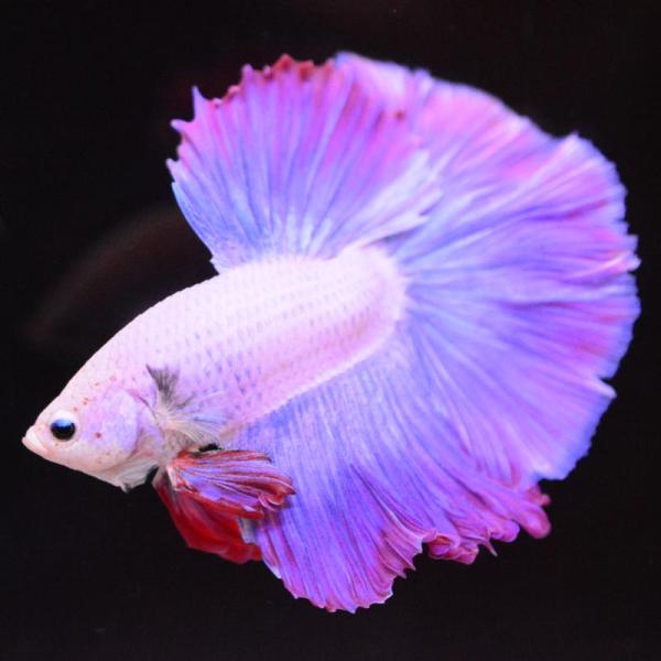 タイ産　サイズL★体長（ヒレを含まないボディのみのサイズ）S：2〜3cm程度M：3〜4cm程度L：4cm以上★発送、お引き渡し死着保証の関係もあり、お届け日指定は必須となります。お届け日指定は、ご注文より5日間までに限らせて頂きます。お届け...