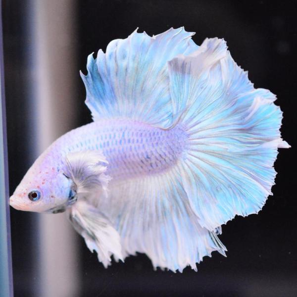 タイ産　サイズM★体長（ヒレを含まないボディのみのサイズ）S：2〜3cm程度M：3〜4cm程度L：4cm以上★発送、お引き渡し死着保証の関係もあり、お届け日指定は必須となります。お届け日指定は、ご注文より5日間までに限らせて頂きます。お届け...