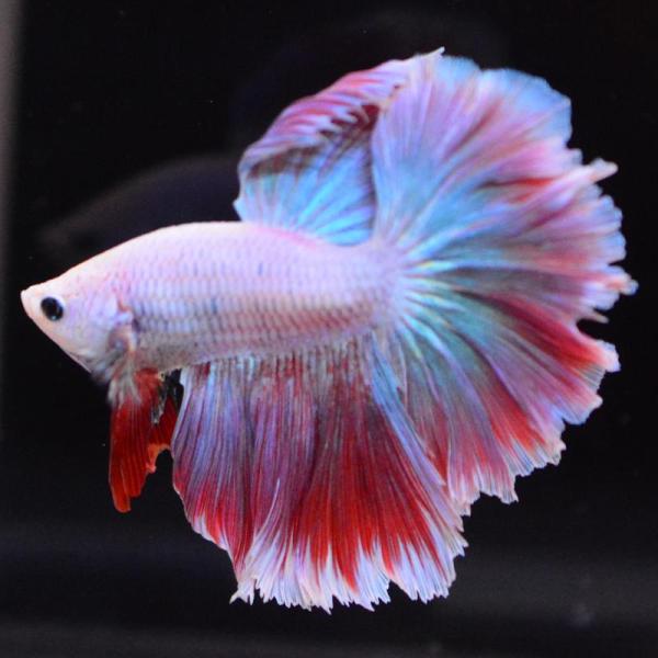 タイ産　サイズM★体長（ヒレを含まないボディのみのサイズ）S：2〜3cm程度M：3〜4cm程度L：4cm以上★発送、お引き渡し死着保証の関係もあり、お届け日指定は必須となります。お届け日指定は、ご注文より5日間までに限らせて頂きます。お届け...