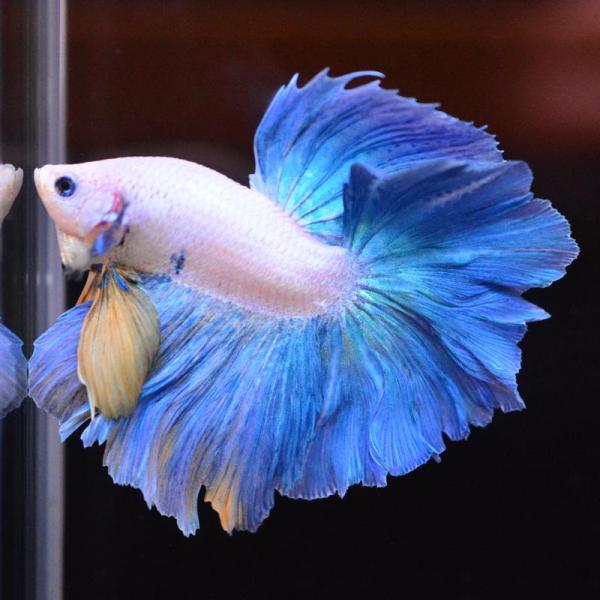 タイ産　サイズM★体長（ヒレを含まないボディのみのサイズ）S：2〜3cm程度M：3〜4cm程度L：4cm以上★発送、お引き渡し死着保証の関係もあり、お届け日指定は必須となります。お届け日指定は、ご注文より5日間までに限らせて頂きます。お届け...