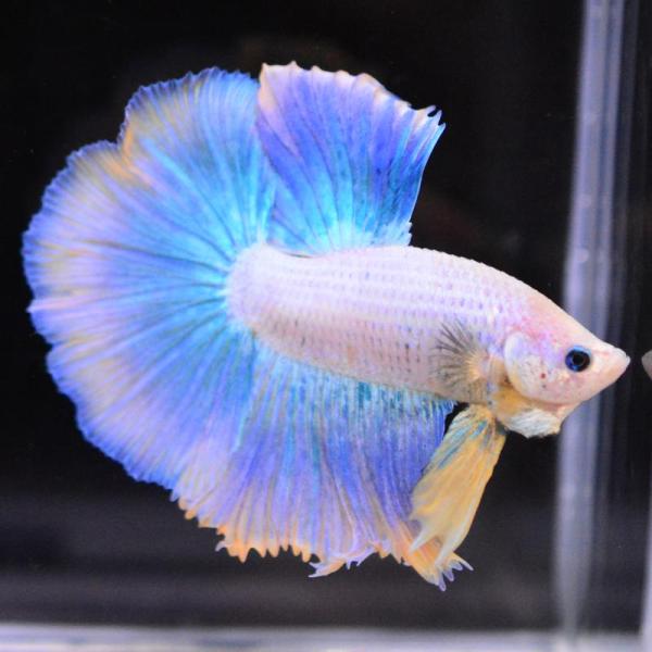 タイ産　サイズM★体長（ヒレを含まないボディのみのサイズ）S：2〜3cm程度M：3〜4cm程度L：4cm以上★発送、お引き渡し死着保証の関係もあり、お届け日指定は必須となります。お届け日指定は、ご注文より5日間までに限らせて頂きます。お届け...