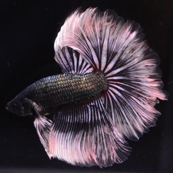 タイ産　サイズL★体長（ヒレを含まないボディのみのサイズ）S：2〜3cm程度M：3〜4cm程度L：4cm以上★発送、お引き渡し死着保証の関係もあり、お届け日指定は必須となります。お届け日指定は、ご注文より5日間までに限らせて頂きます。お届け...