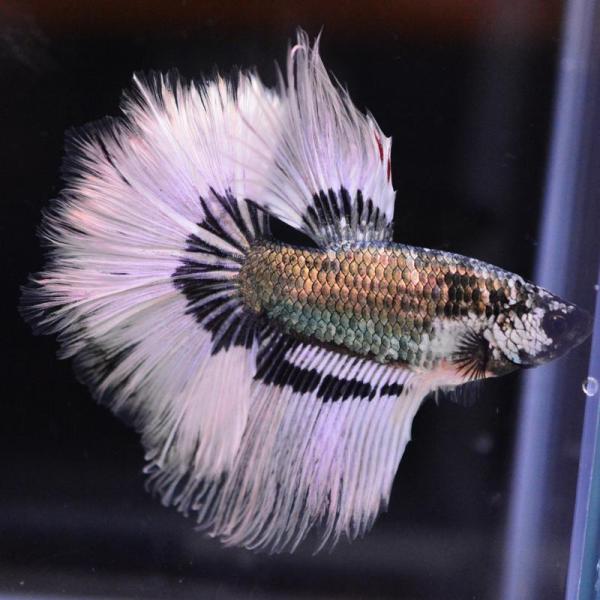 タイ産　サイズL★体長（ヒレを含まないボディのみのサイズ）S：2〜3cm程度M：3〜4cm程度L：4cm以上★発送、お引き渡し死着保証の関係もあり、お届け日指定は必須となります。お届け日指定は、ご注文より5日間までに限らせて頂きます。お届け...