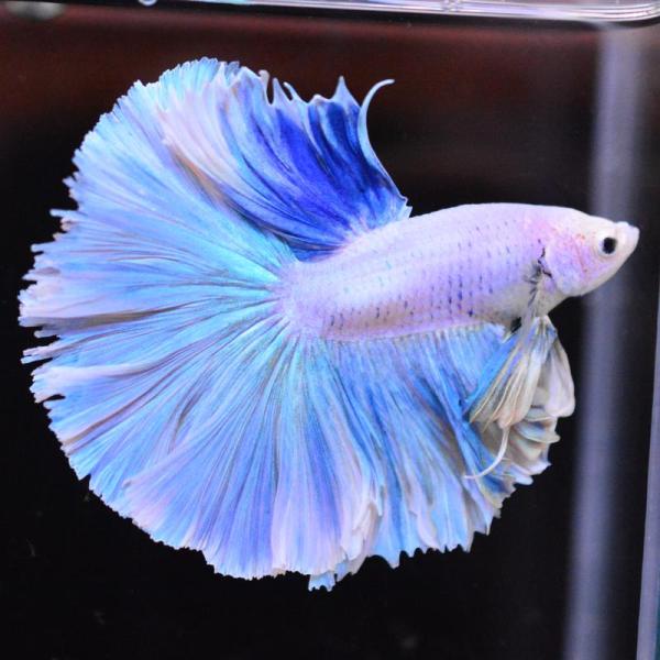 タイ産　サイズM★体長（ヒレを含まないボディのみのサイズ）S：2〜3cm程度M：3〜4cm程度L：4cm以上★発送、お引き渡し死着保証の関係もあり、お届け日指定は必須となります。お届け日指定は、ご注文より5日間までに限らせて頂きます。お届け...