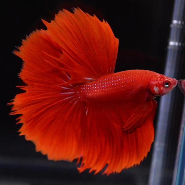 タイ産　サイズM★体長（ヒレを含まないボディのみのサイズ）S：2〜3cm程度M：3〜4cm程度L：4cm以上★発送、お引き渡し死着保証の関係もあり、お届け日指定は必須となります。お届け日指定は、ご注文より5日間までに限らせて頂きます。お届け...