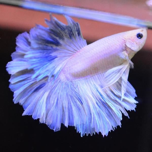 タイ産　サイズM★体長（ヒレを含まないボディのみのサイズ）S：2〜3cm程度M：3〜4cm程度L：4cm以上★発送、お引き渡し死着保証の関係もあり、お届け日指定は必須となります。お届け日指定は、ご注文より5日間までに限らせて頂きます。お届け...