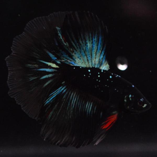 タイ産　サイズM★体長（ヒレを含まないボディのみのサイズ）S：2〜3cm程度M：3〜4cm程度L：4cm以上★発送、お引き渡し死着保証の関係もあり、お届け日指定は必須となります。お届け日指定は、ご注文より5日間までに限らせて頂きます。お届け...