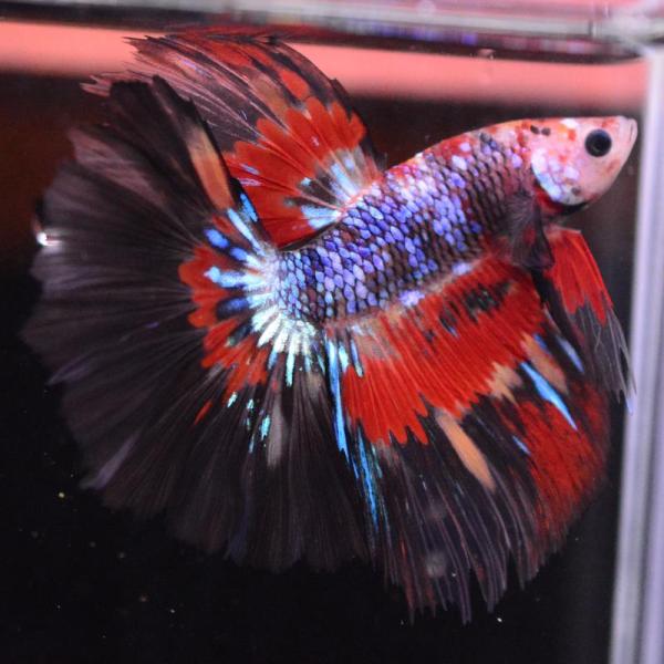 タイ産　サイズM★体長（ヒレを含まないボディのみのサイズ）S：2〜3cm程度M：3〜4cm程度L：4cm以上★発送、お引き渡し死着保証の関係もあり、お届け日指定は必須となります。お届け日指定は、ご注文より5日間までに限らせて頂きます。お届け...