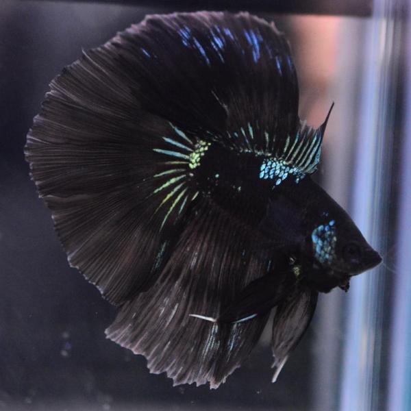 タイ産　サイズM背ヒレに欠けがあります★体長（ヒレを含まないボディのみのサイズ）S：2〜3cm程度M：3〜4cm程度L：4cm以上★発送、お引き渡し死着保証の関係もあり、お届け日指定は必須となります。お届け日指定は、ご注文より5日間までに限...