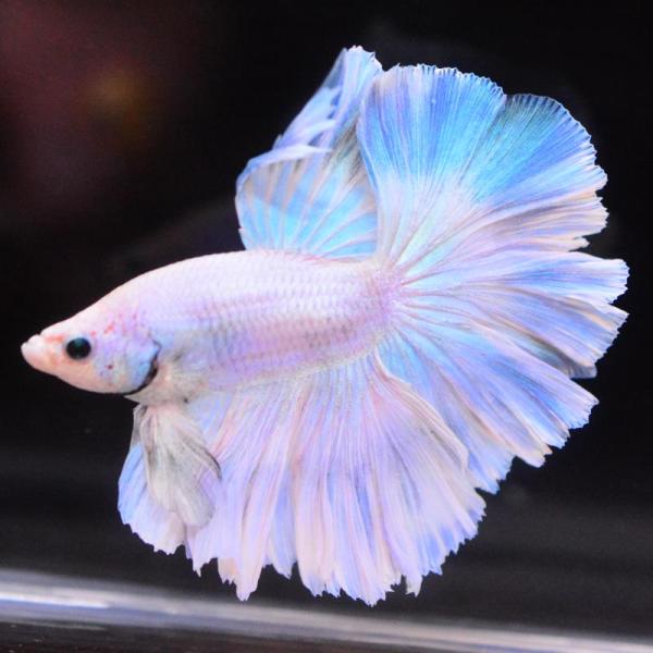 タイ産　サイズM★体長（ヒレを含まないボディのみのサイズ）S：2〜3cm程度M：3〜4cm程度L：4cm以上★発送、お引き渡し死着保証の関係もあり、お届け日指定は必須となります。お届け日指定は、ご注文より5日間までに限らせて頂きます。お届け...