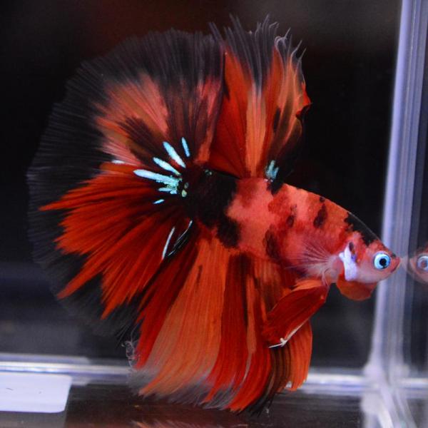 タイ産　サイズM★体長（ヒレを含まないボディのみのサイズ）S：2〜3cm程度M：3〜4cm程度L：4cm以上★発送、お引き渡し死着保証の関係もあり、お届け日指定は必須となります。お届け日指定は、ご注文より5日間までに限らせて頂きます。お届け...