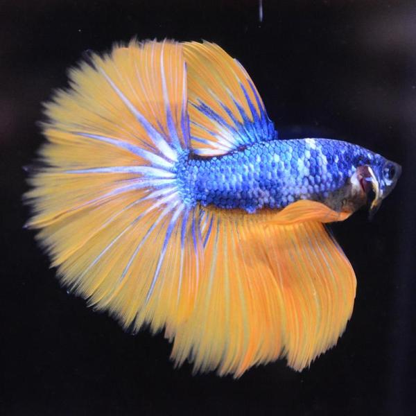 タイ産　サイズM★体長（ヒレを含まないボディのみのサイズ）S：2〜3cm程度M：3〜4cm程度L：4cm以上★発送、お引き渡し死着保証の関係もあり、お届け日指定は必須となります。お届け日指定は、ご注文より5日間までに限らせて頂きます。お届け...