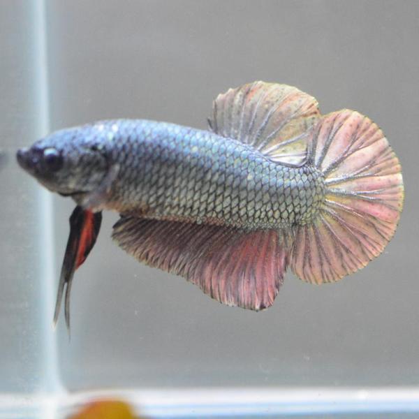 タイ産　サイズLL(全長約：7.0ｃm)　★発送、お引き渡し・地域最短時間受け取り（例：東京の場合午前着指定）で死着保障がつきます。ヤマト運輸、お届け予定日検索から発地4240902、着地へお客様の郵便番号を入力していただくと最短時間が表示...