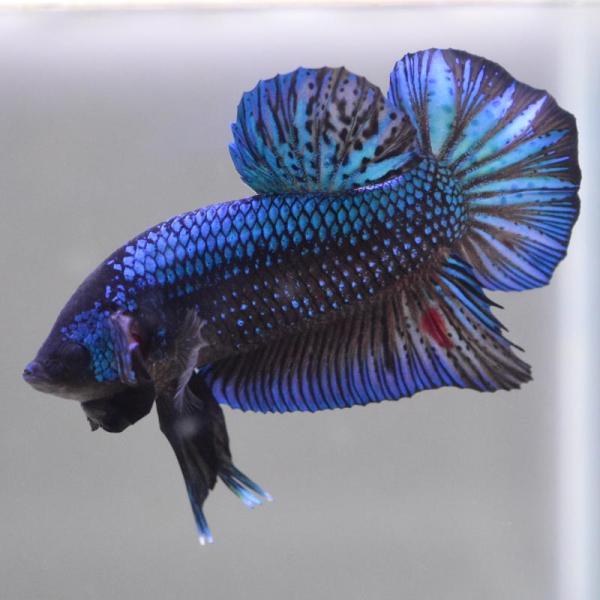 タイ産　サイズLL(全長約：7.0ｃm)　★発送、お引き渡し・地域最短時間受け取り（例：東京の場合午前着指定）で死着保障がつきます。ヤマト運輸、お届け予定日検索から発地4240902、着地へお客様の郵便番号を入力していただくと最短時間が表示...