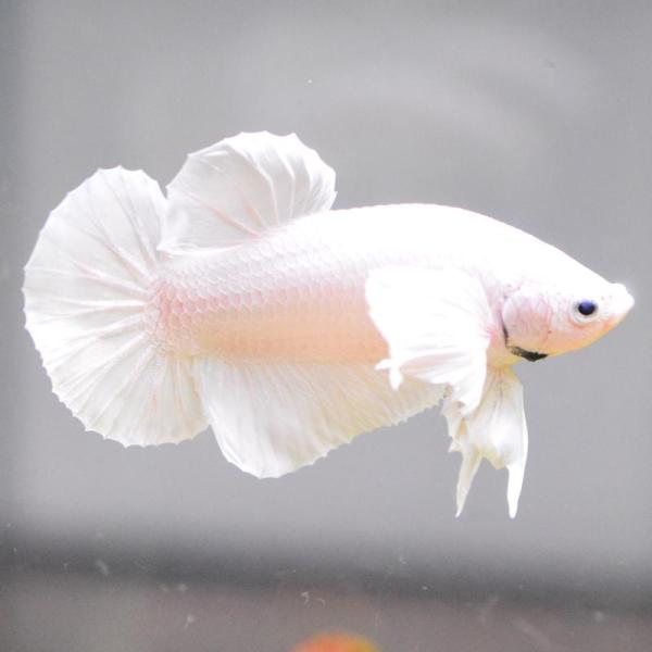 タイ産　サイズLL(全長約：6.0ｃm)　★発送、お引き渡し・地域最短時間受け取り（例：東京の場合午前着指定）で死着保障がつきます。ヤマト運輸、お届け予定日検索から発地4240902、着地へお客様の郵便番号を入力していただくと最短時間が表示...