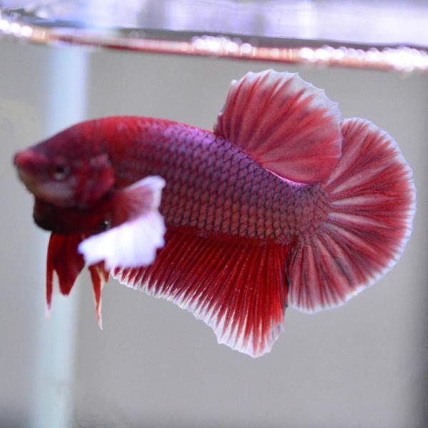 タイ産　サイズLL(全長約：5.0ｃm)　★発送、お引き渡し・地域最短時間受け取り（例：東京の場合午前着指定）で死着保障がつきます。ヤマト運輸、お届け予定日検索から発地4240902、着地へお客様の郵便番号を入力していただくと最短時間が表示...