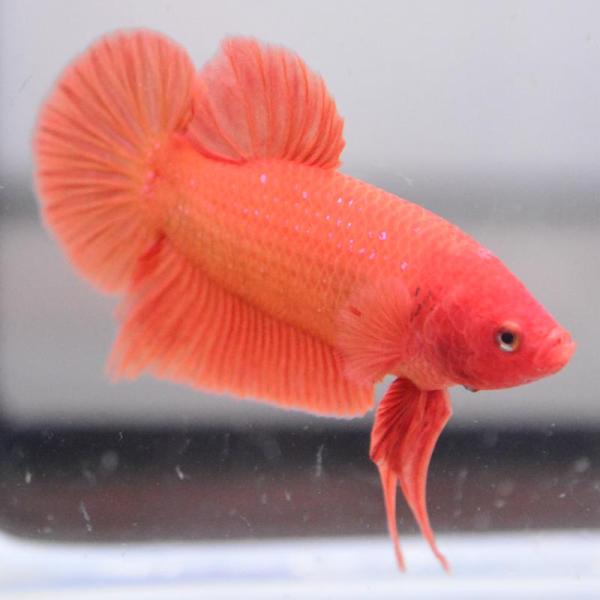 タイ産　サイズLL(全長約：6.0ｃm)　★発送、お引き渡し・地域最短時間受け取り（例：東京の場合午前着指定）で死着保障がつきます。ヤマト運輸、お届け予定日検索から発地4240902、着地へお客様の郵便番号を入力していただくと最短時間が表示...