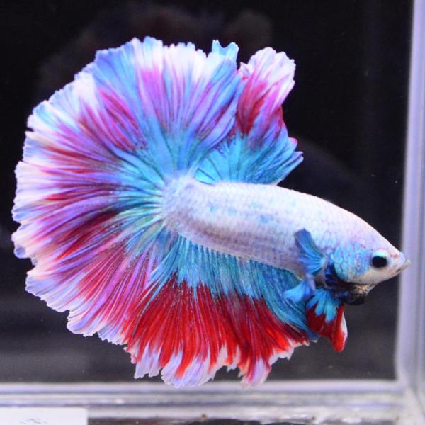 タイ産　サイズM★体長（ヒレを含まないボディのみのサイズ）S：2〜3cm程度M：3〜4cm程度L：4cm以上★発送、お引き渡し死着保証の関係もあり、お届け日指定は必須となります。お届け日指定は、ご注文より5日間までに限らせて頂きます。お届け...