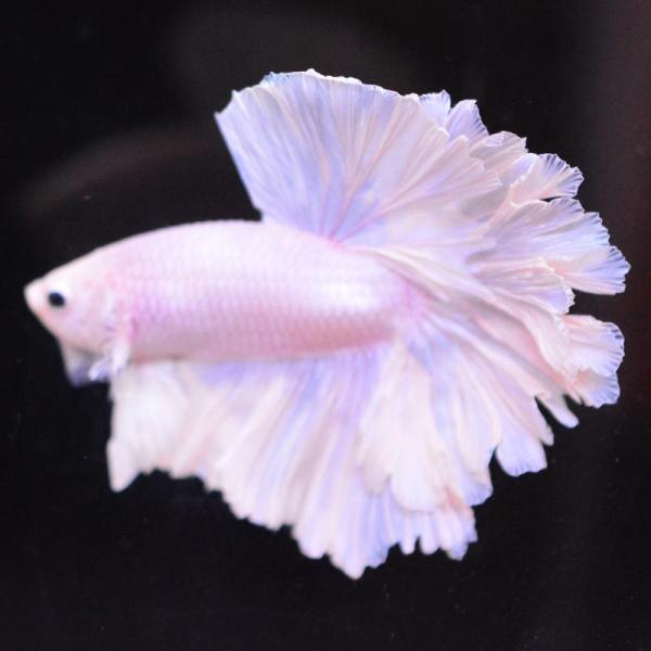 タイ産　サイズM★体長（ヒレを含まないボディのみのサイズ）S：2〜3cm程度M：3〜4cm程度L：4cm以上★発送、お引き渡し死着保証の関係もあり、お届け日指定は必須となります。お届け日指定は、ご注文より5日間までに限らせて頂きます。お届け...