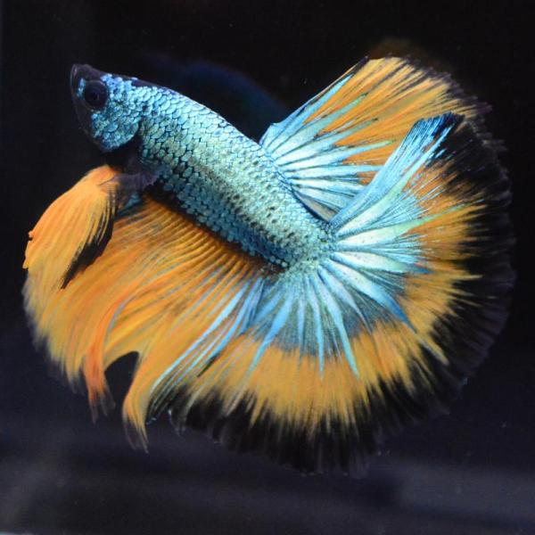 タイ産　サイズM★体長（ヒレを含まないボディのみのサイズ）S：2〜3cm程度M：3〜4cm程度L：4cm以上★発送、お引き渡し死着保証の関係もあり、お届け日指定は必須となります。お届け日指定は、ご注文より5日間までに限らせて頂きます。お届け...