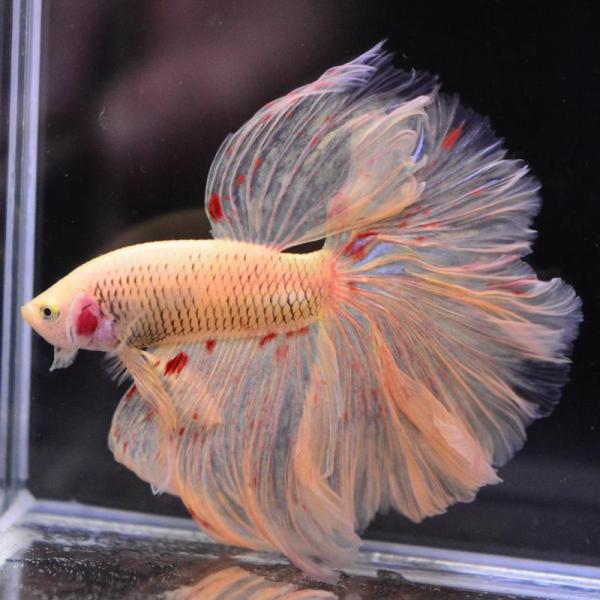 タイ産　サイズL★体長（ヒレを含まないボディのみのサイズ）S：2〜3cm程度M：3〜4cm程度L：4cm以上★発送、お引き渡し死着保証の関係もあり、お届け日指定は必須となります。お届け日指定は、ご注文より5日間までに限らせて頂きます。お届け...