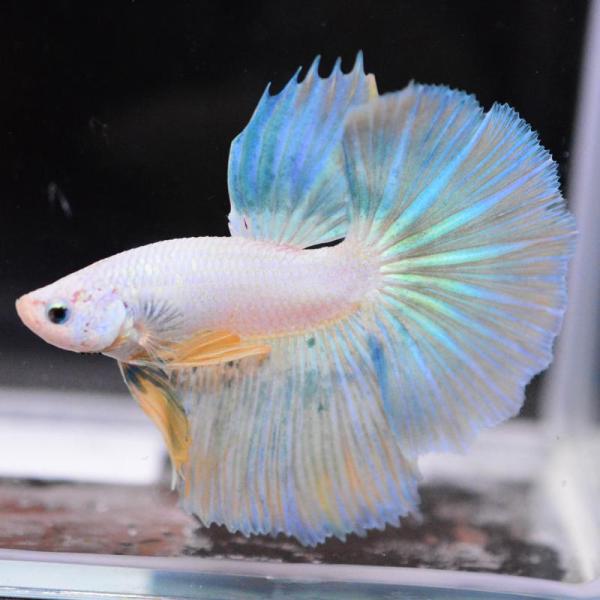 タイ産　サイズM★体長（ヒレを含まないボディのみのサイズ）S：2〜3cm程度M：3〜4cm程度L：4cm以上★発送、お引き渡し死着保証の関係もあり、お届け日指定は必須となります。お届け日指定は、ご注文より5日間までに限らせて頂きます。お届け...