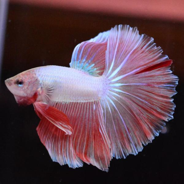 タイ産　サイズM★体長（ヒレを含まないボディのみのサイズ）S：2〜3cm程度M：3〜4cm程度L：4cm以上★発送、お引き渡し死着保証の関係もあり、お届け日指定は必須となります。お届け日指定は、ご注文より5日間までに限らせて頂きます。お届け...