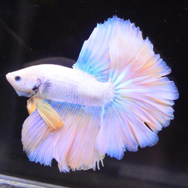 タイ産　サイズM★体長（ヒレを含まないボディのみのサイズ）S：2〜3cm程度M：3〜4cm程度L：4cm以上★発送、お引き渡し死着保証の関係もあり、お届け日指定は必須となります。お届け日指定は、ご注文より5日間までに限らせて頂きます。お届け...